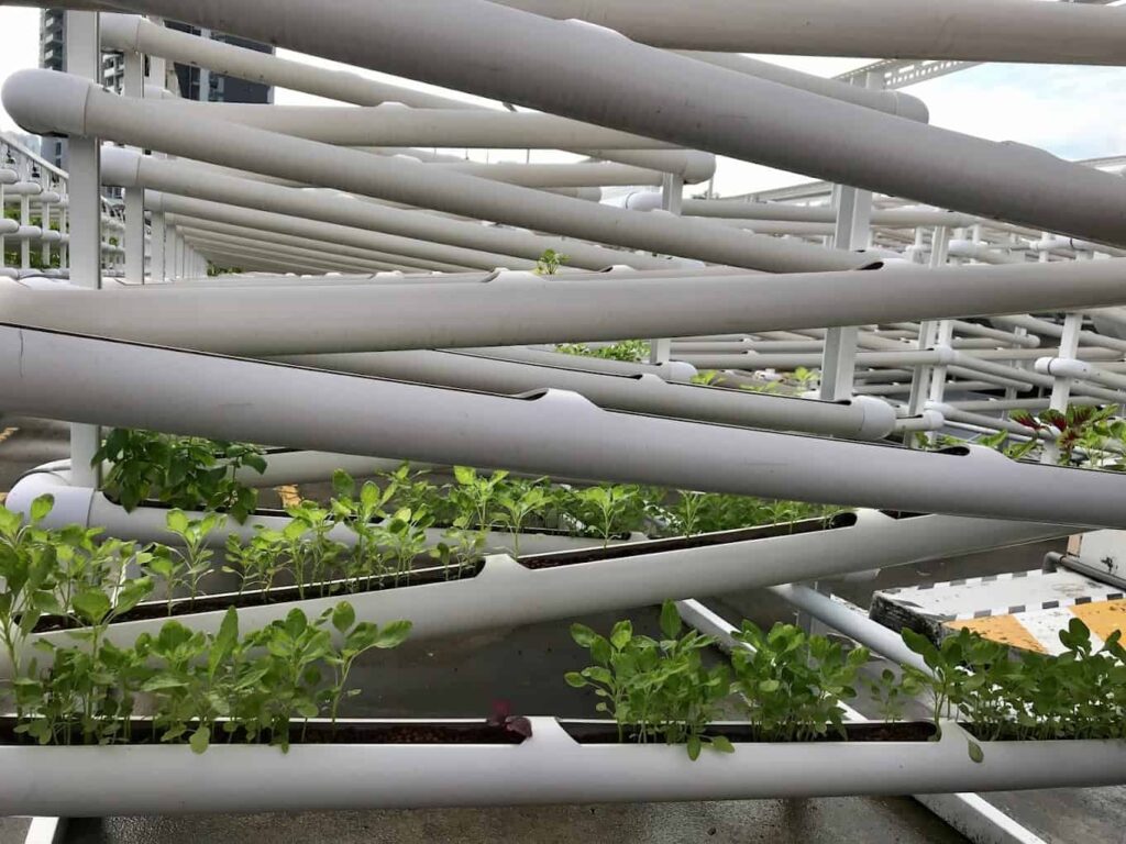 Vegetable and Fruit Farms in Singapore: The Green Paradise [2025]