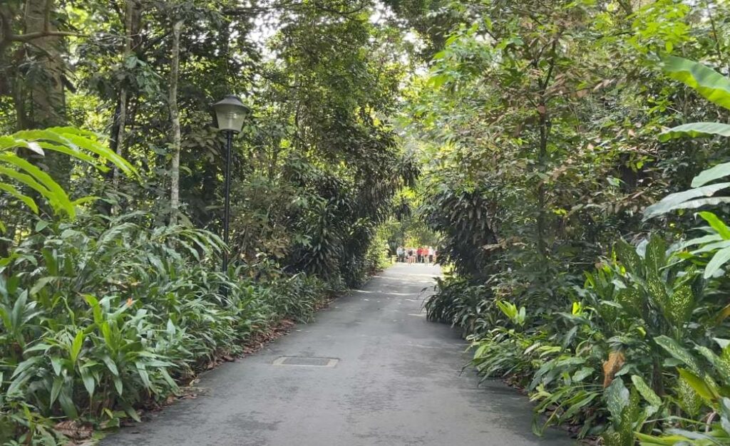 A Guide to Bukit Timah Nature Reserve and Hindhede Nature Park [2025]