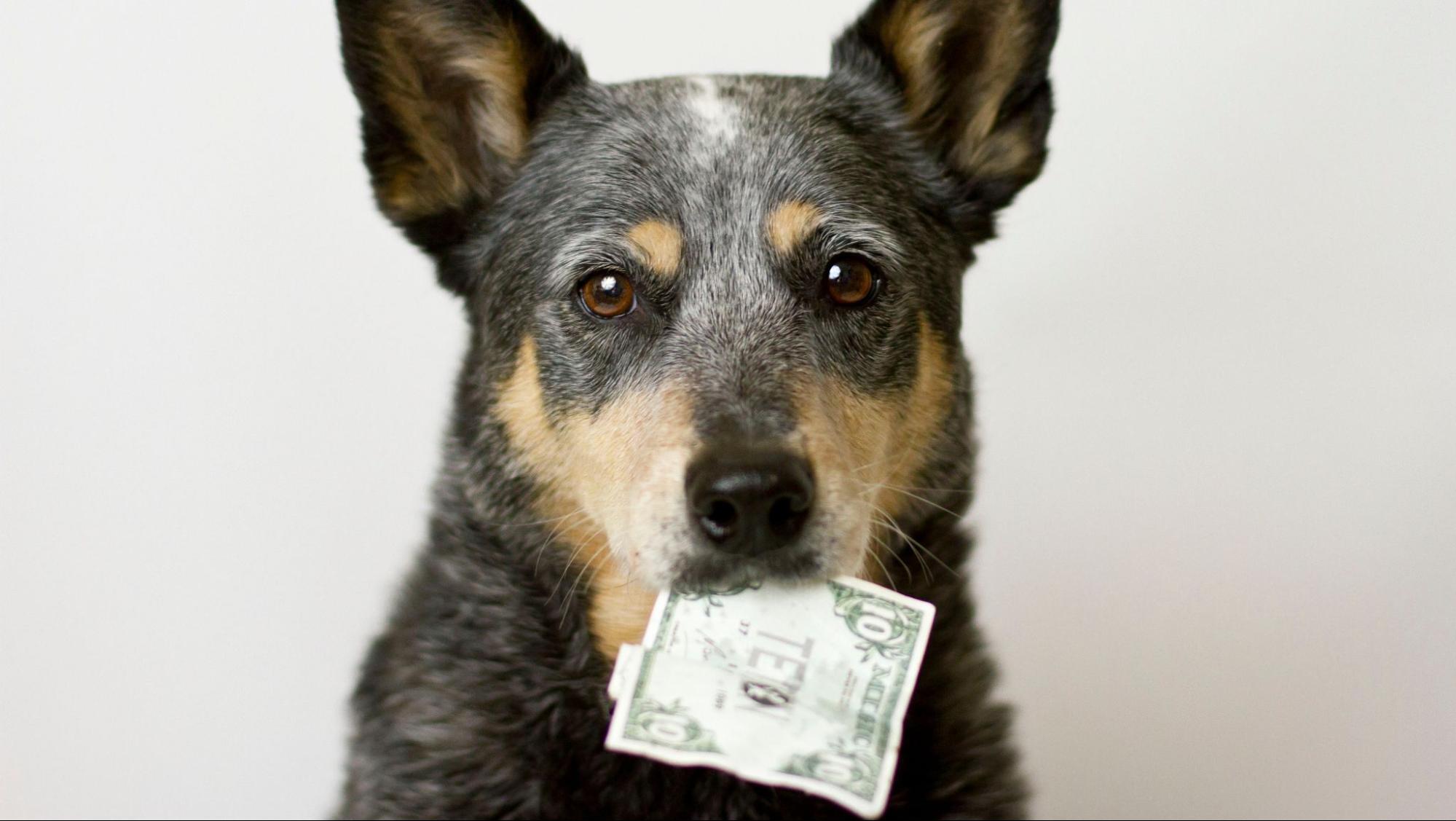 Singapore Special Dogs: Owning and Caring Guide [2026]