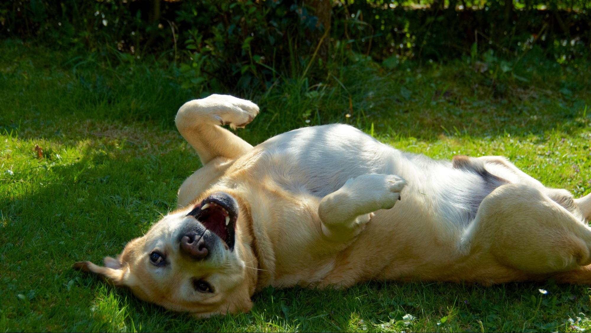 Singapore Special Dogs: Owning and Caring Guide [2026]