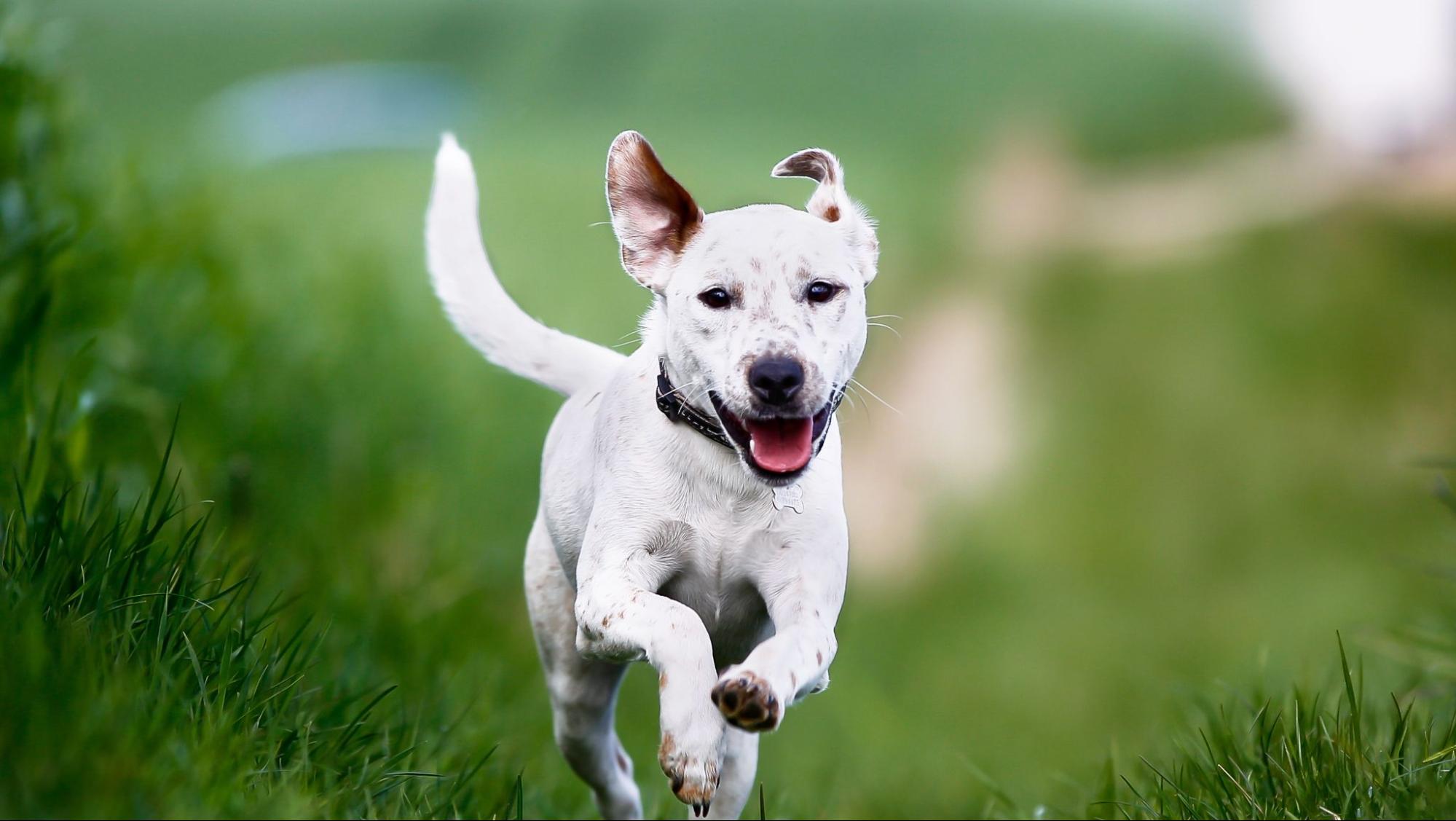 Singapore Special Dogs: Owning and Caring Guide [2026]