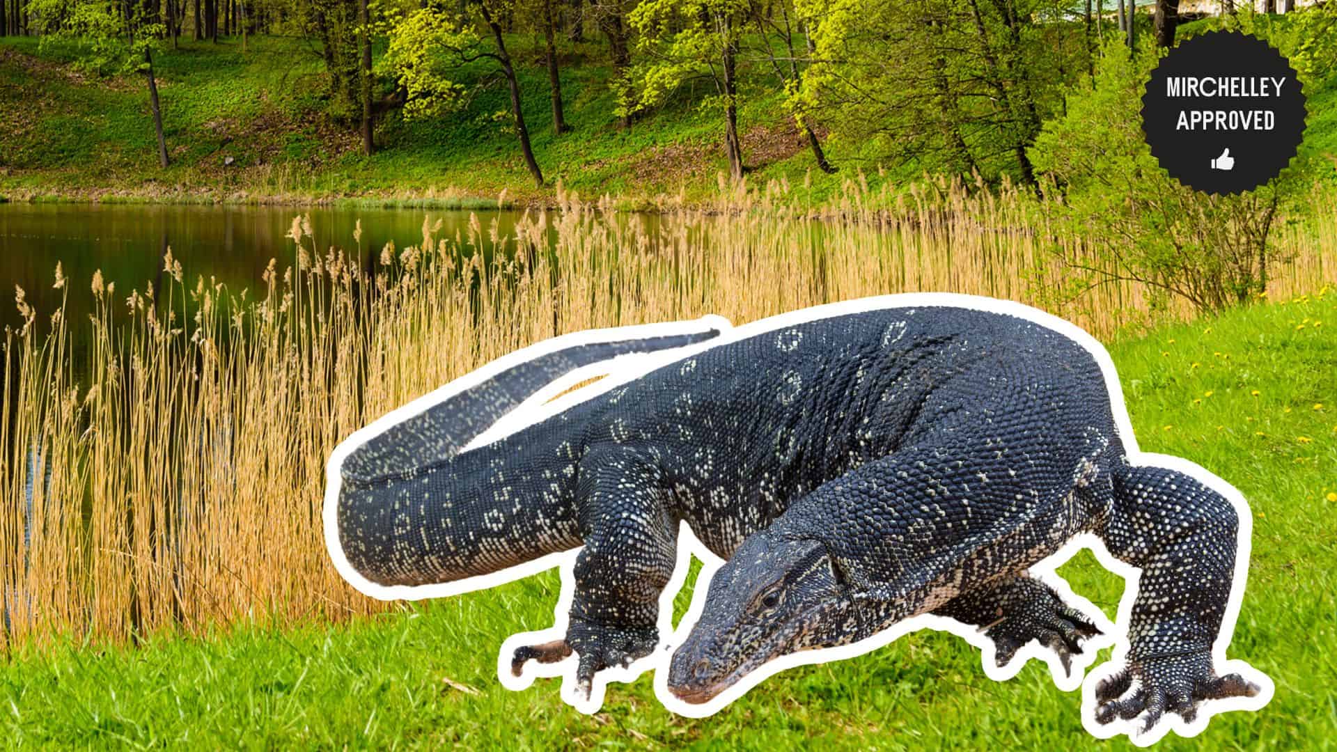 Can you spot these 20 wild animals in Singapore? [2025]