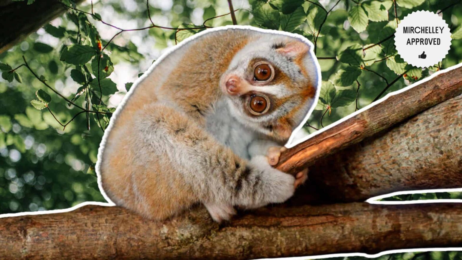 List of Pets You’re Not Allowed to Keep in Singapore [2026]