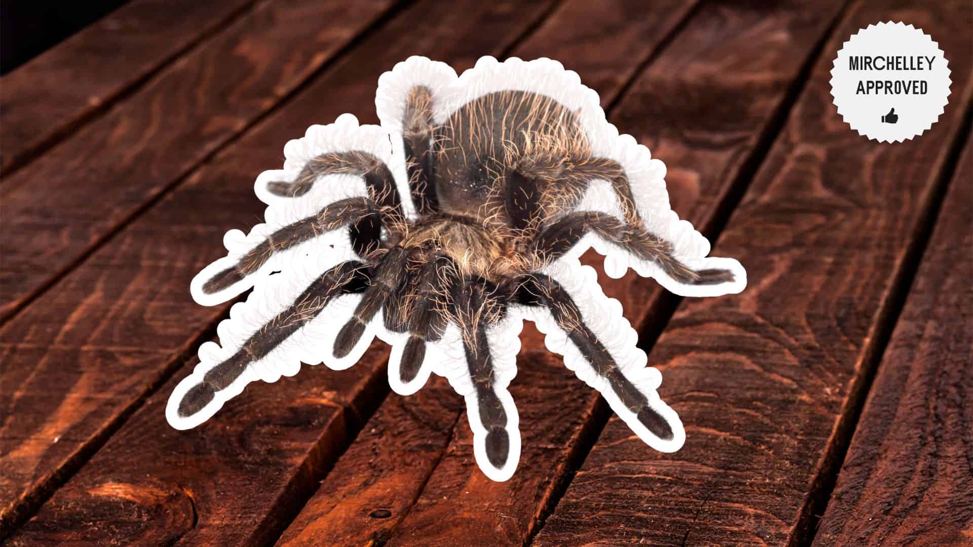 List of Pets You’re Not Allowed to Keep in Singapore [2026]