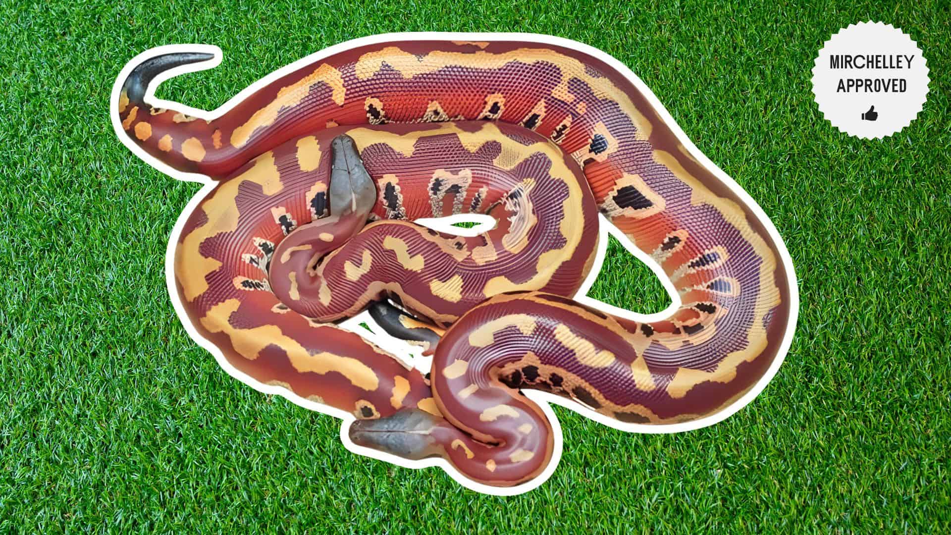 List of Pets You’re Not Allowed to Keep in Singapore [2025]