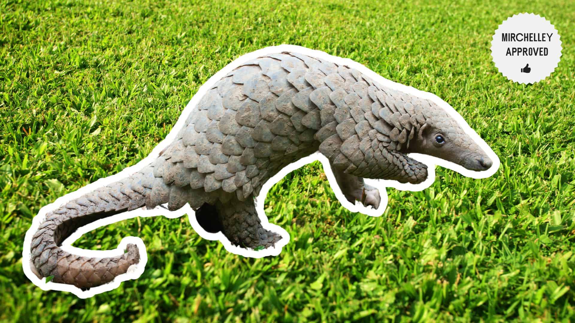 Can you spot these 20 wild animals in Singapore? [2026]