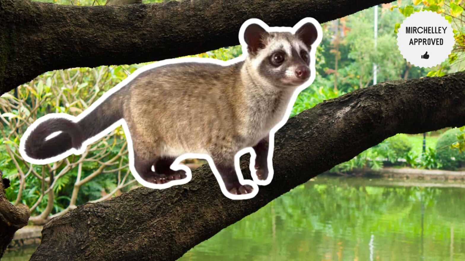 Can you spot these 20 wild animals in Singapore? [2025]