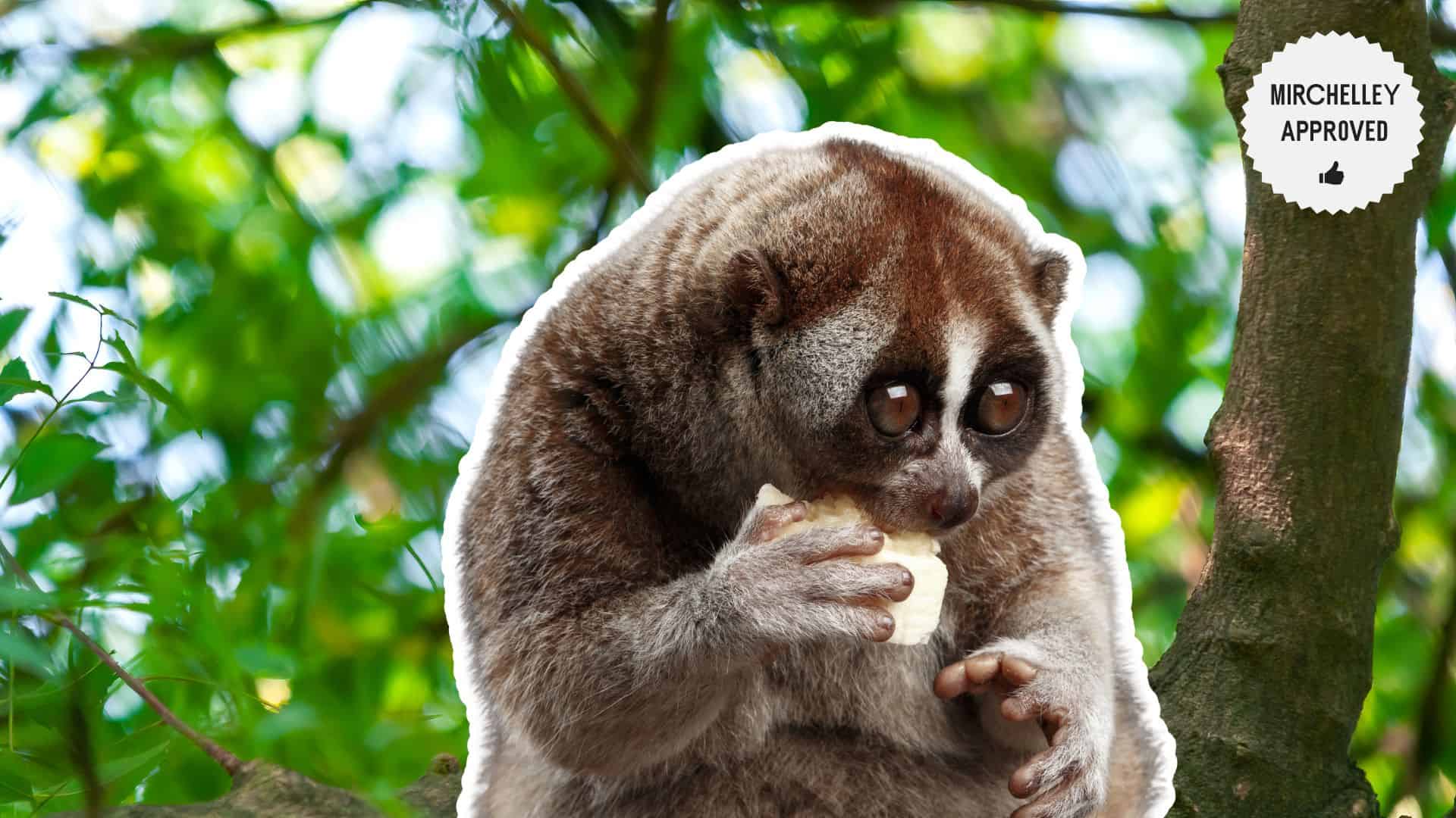 Can you spot these 20 wild animals in Singapore? [2025]