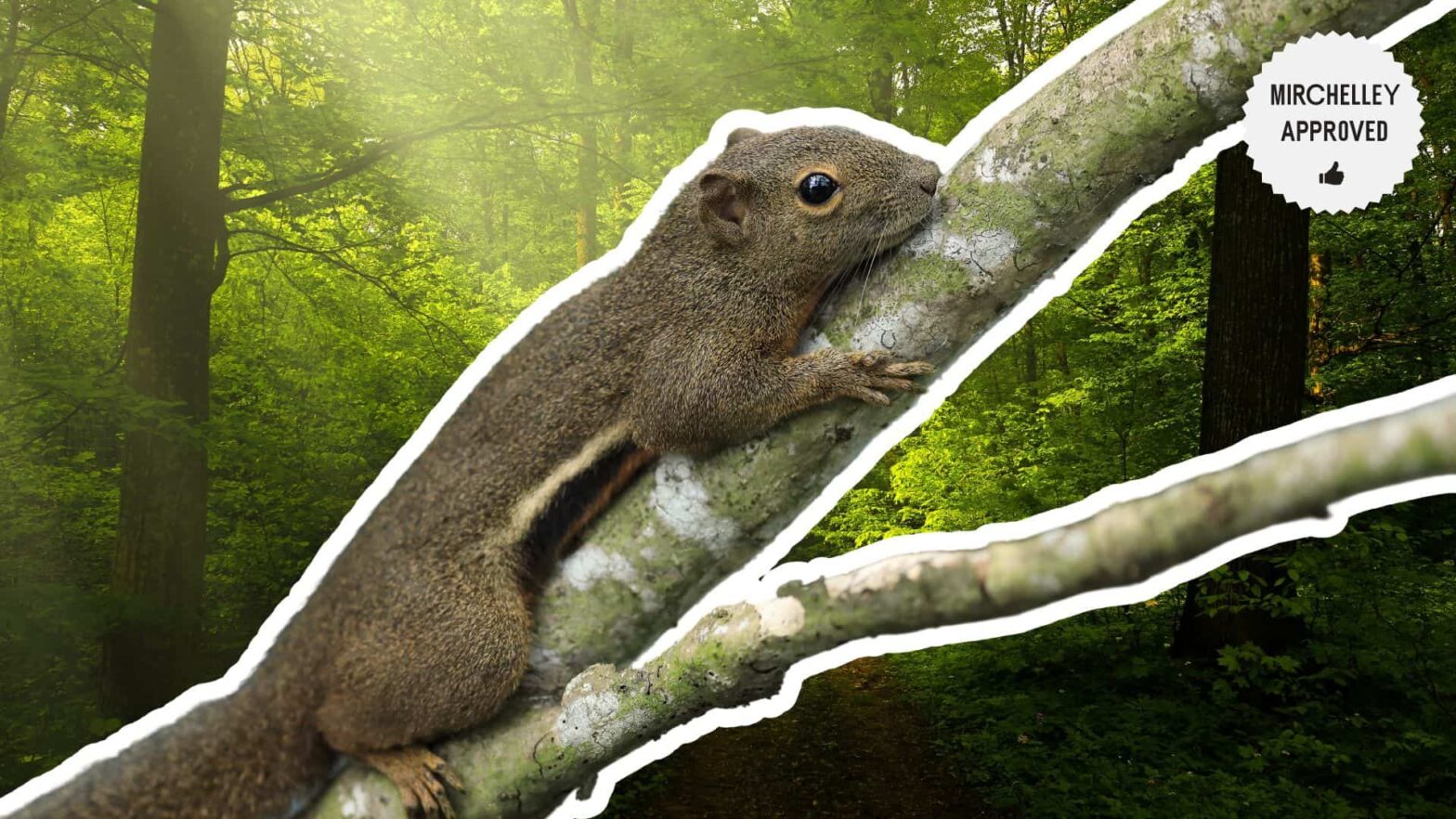 Can you spot these 20 wild animals in Singapore? [2025]