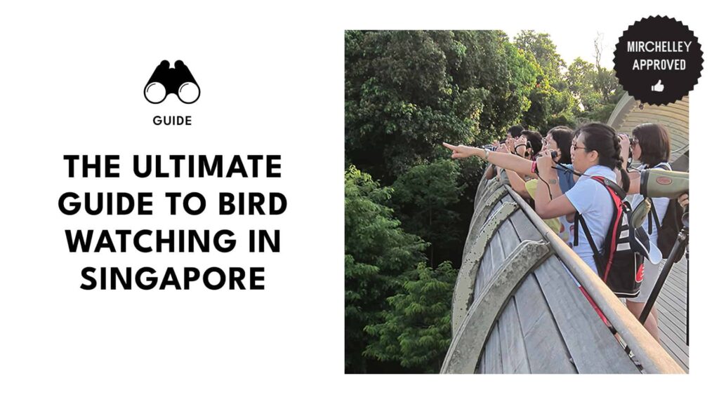 Your Essential Guide to Bird-Watching in Singapore